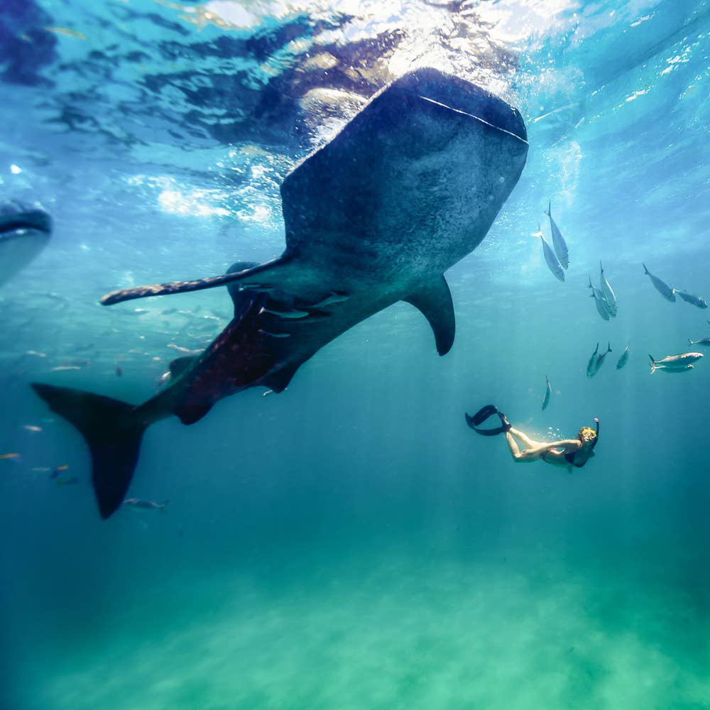 Whale Shark Watching in Oslob Town with Sumilon Island & Tumalog Falls ...