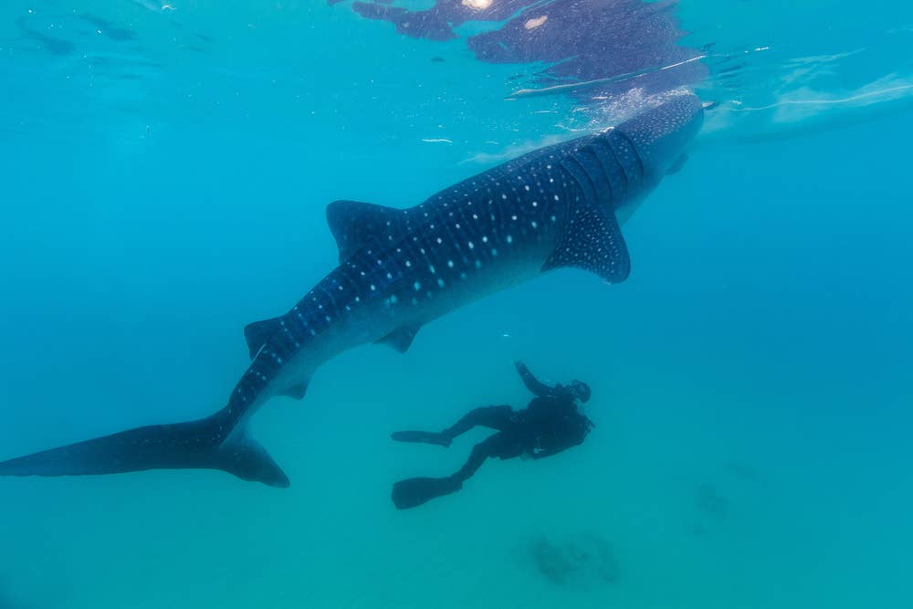 Cebu Oslob Scuba Diving with the Whale Sharks & Tumalog Falls Day Tour ...