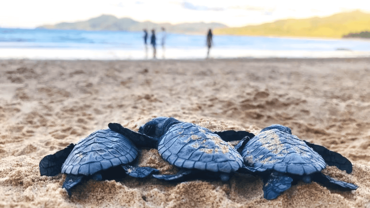 4-Day Palawan Philippines Online Class & Virtual Tour | Language ...