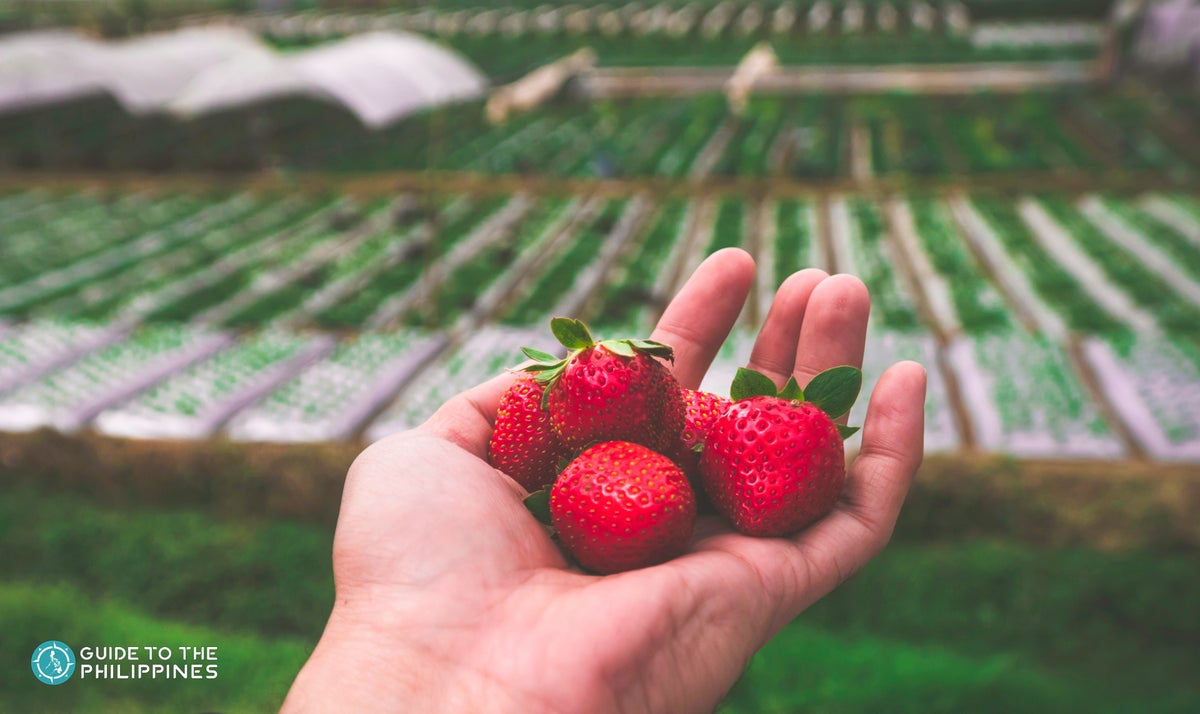 Information about Strawberry Farm | Guide to the Philippines