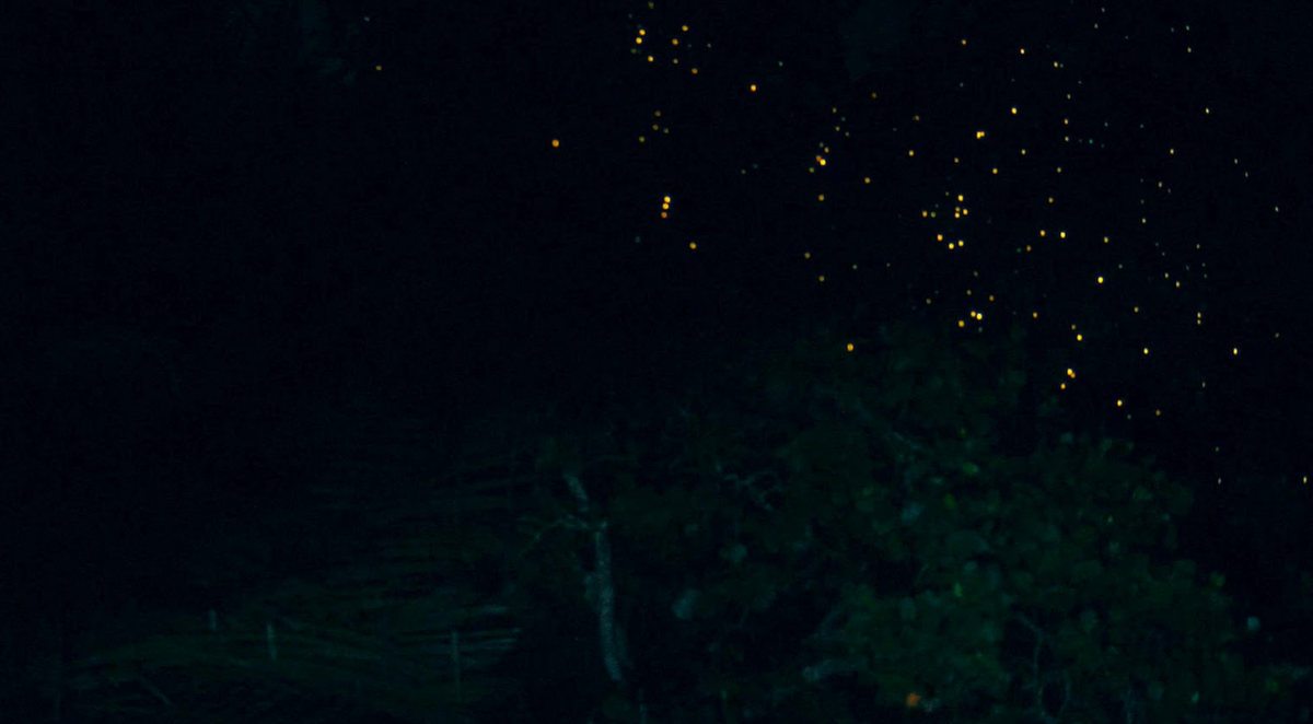 Private Firefly Watching in Bohol Island with Transfers | Guide to the ...
