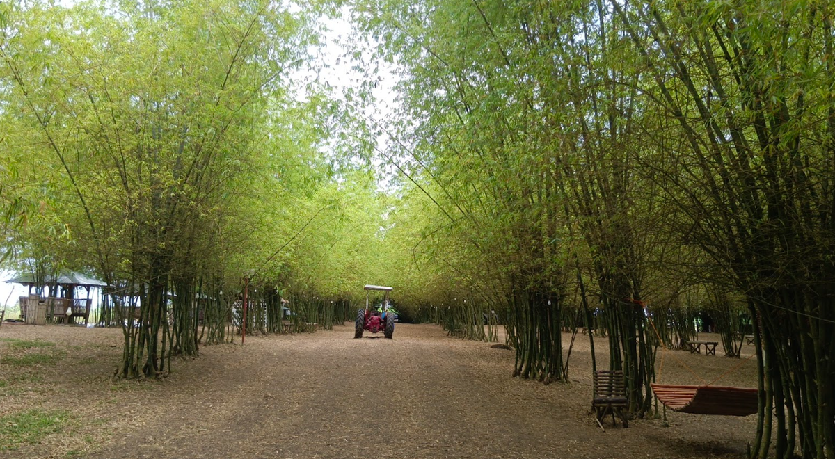 Private Tour of Cebu Island Province's Sugar Cane Fields & Bamboo ...