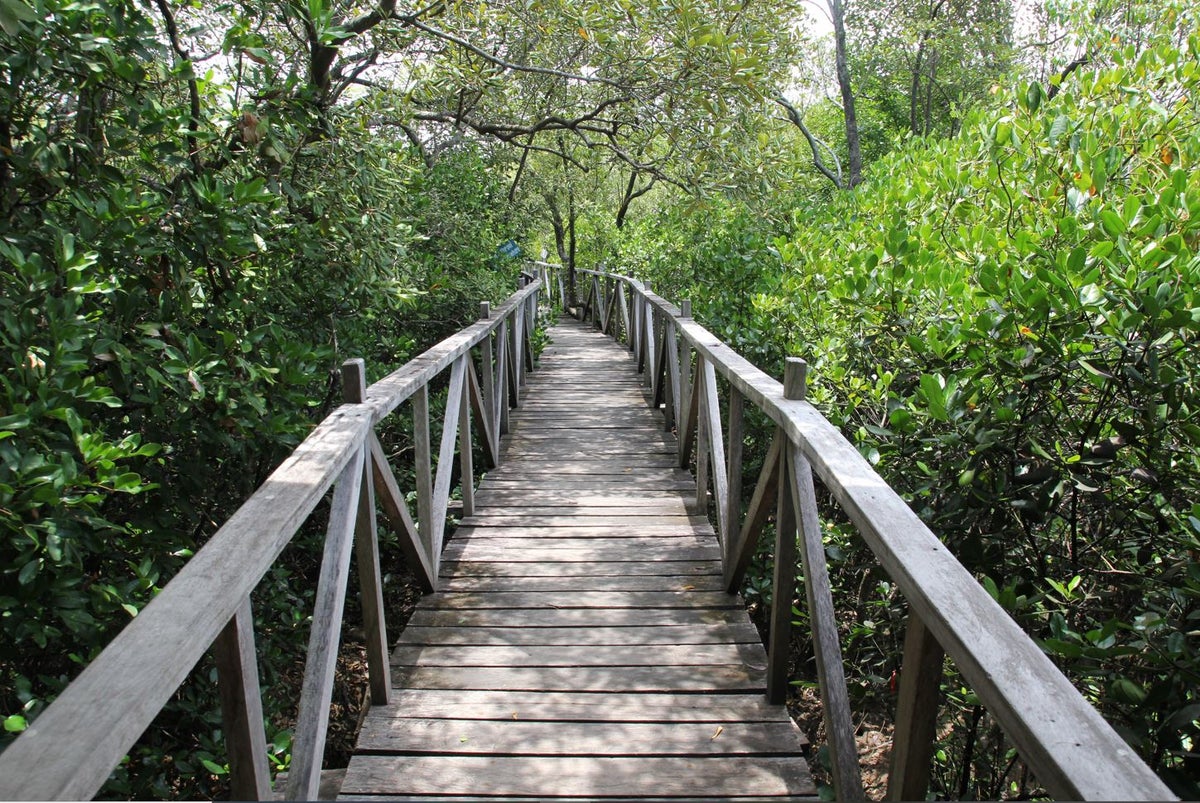 Aklan Province Mt. Balinsasayaw, Nawidwid Falls & Mangrove Park Tour ...