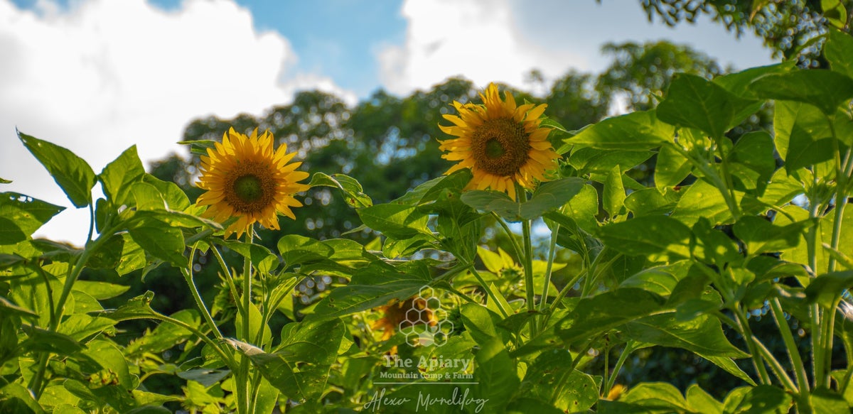 Rizal Treasure Mountain Day Pass with Breakfast, Obstacle Course ...