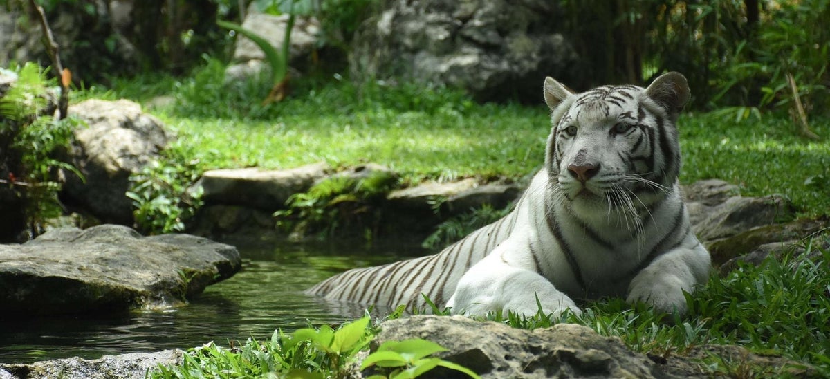 Cebu Safari & Adventure Park Private Full Day Tour with Transfers ...