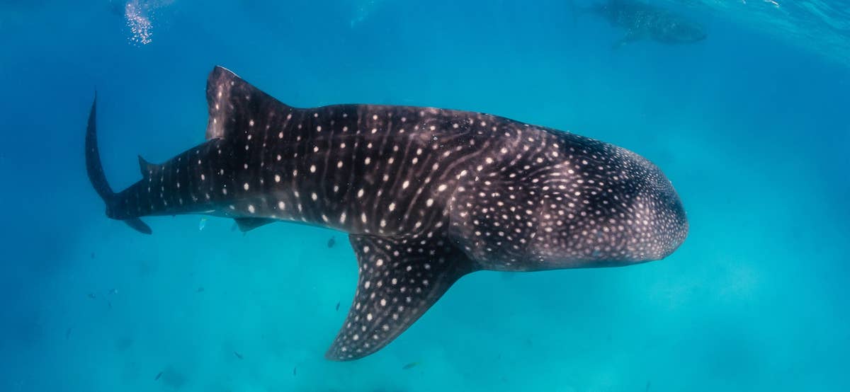 Private Whale Shark Watching Tour in Bohol Island with Transfers ...
