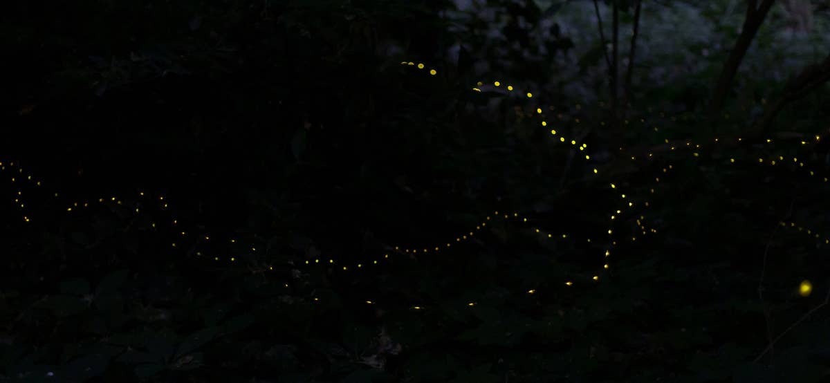Donsol River Firefly Watching Tour in Sorsogon Province with Transfers ...