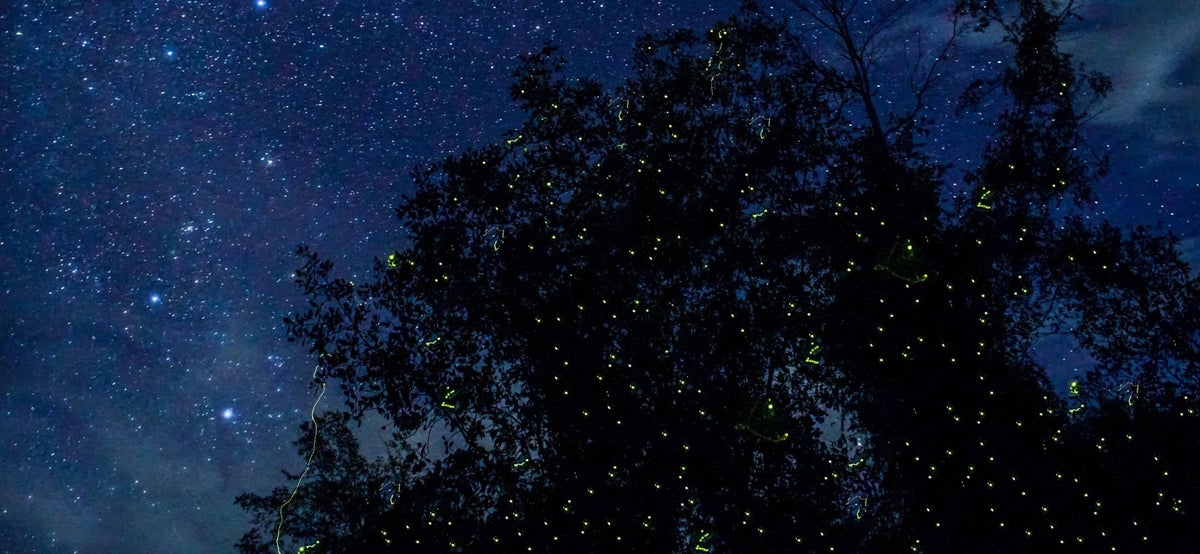 Puerto Princesa City Firefly Watching Tour in Palawan Island | Guide to ...