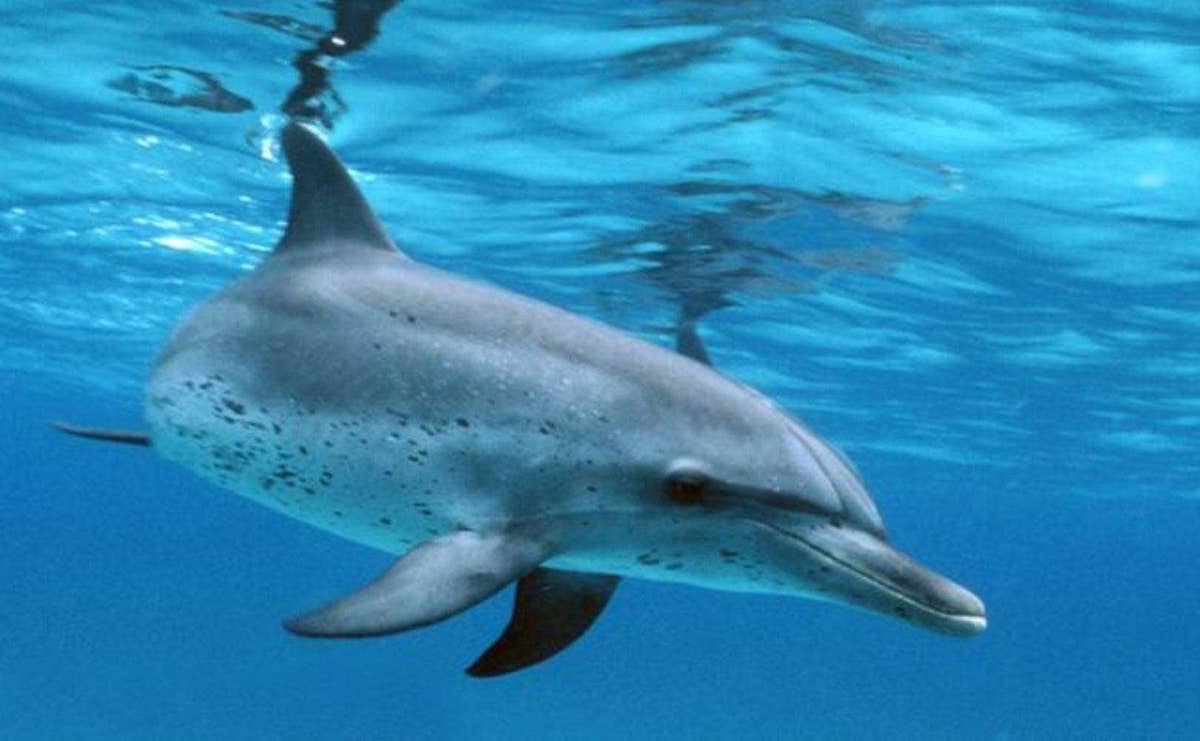 Day Pass to Ocean Adventure Marine Park in Subic Bay | Guide to the ...