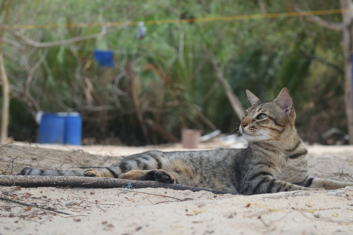 Magarangsing & Ditaytayan Palawan Island Hopping Tour with Meals ...