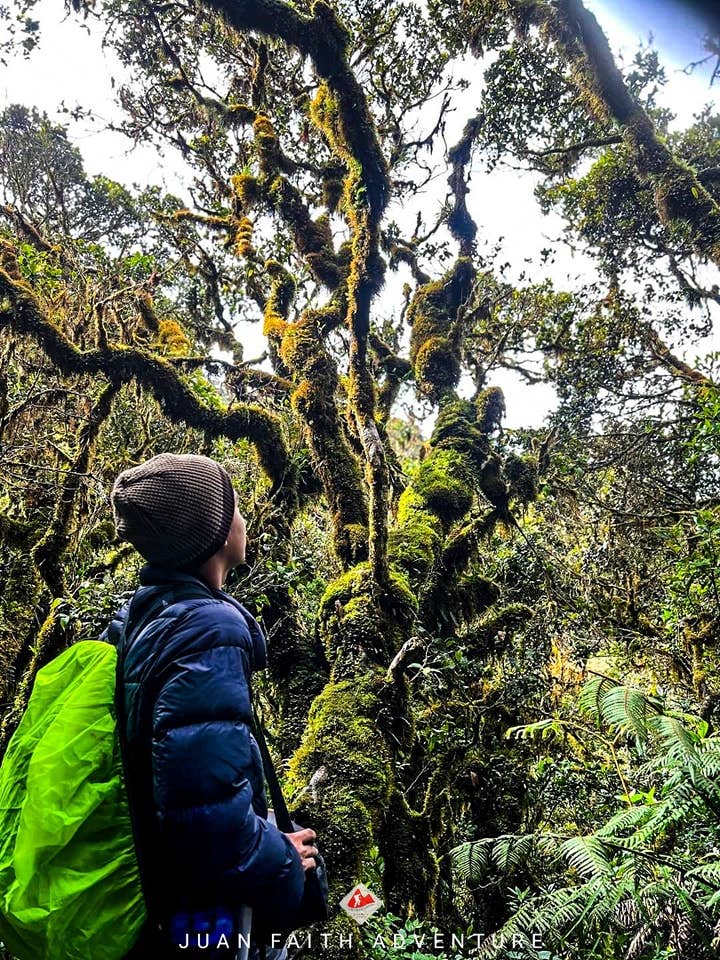 Exciting 2-Day Mt. Pulag Hiking Package via Ambangeg Trail from Manila ...