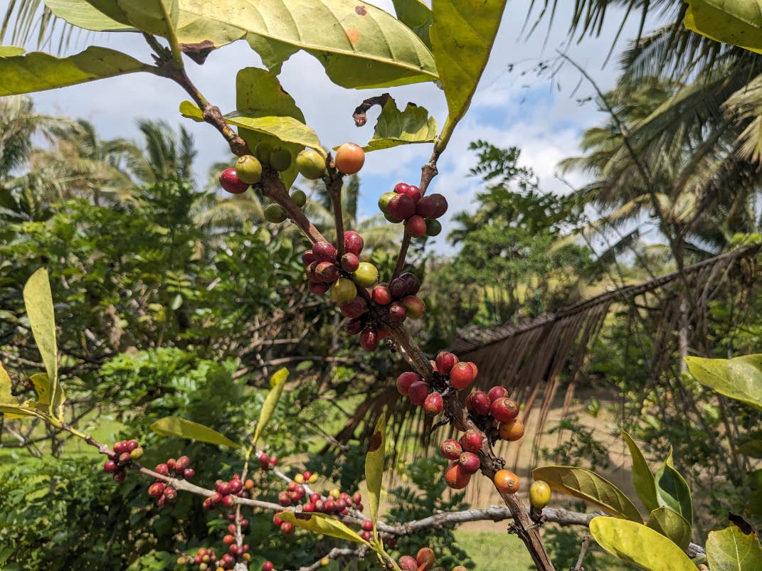 Coffee Farm Tour Near Tagaytay City | Guide to the Philippines