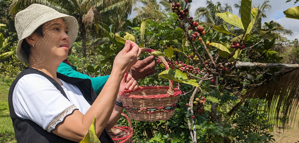 Coffee Farm Tour at Amadeo Cavite Near Manila & Tagaytay with Live ...