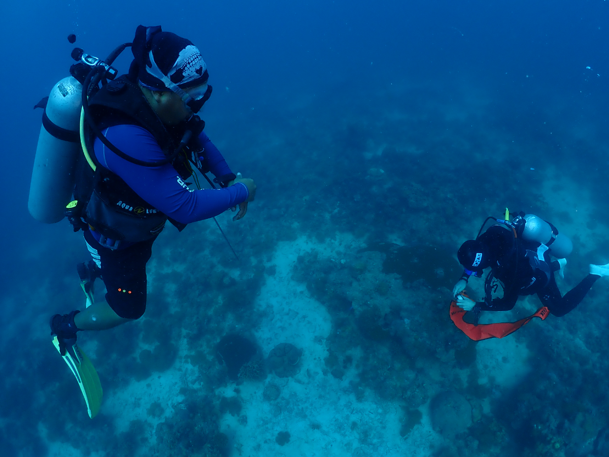 Cebu Bantayan Island 2-Hour Fun Dive with Divemaster Assistance, Gear ...