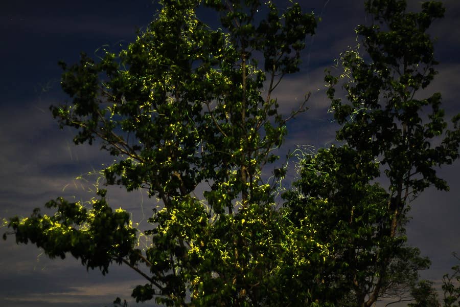 Firefly Watching Tour in Bohol Island on a Stand Up Paddleboard | Guide ...