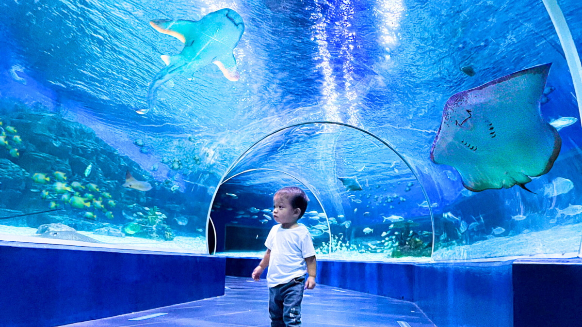 Manila Ocean Park Day Pass | Guide to the Philippines