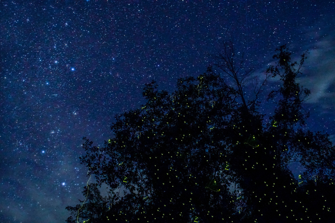 Private Firefly Watching in Bohol Island with Transfers | Guide to the ...