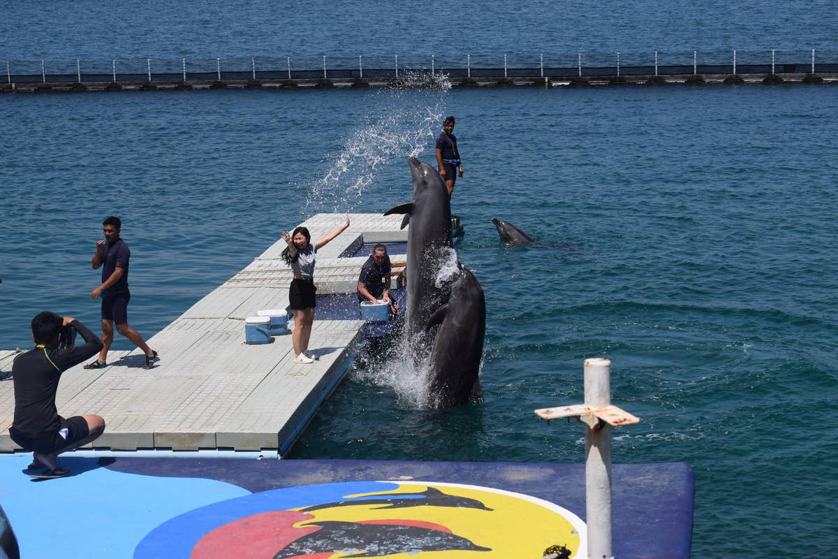 Day Pass to Ocean Adventure Marine Park in Subic Bay | Guide to the ...