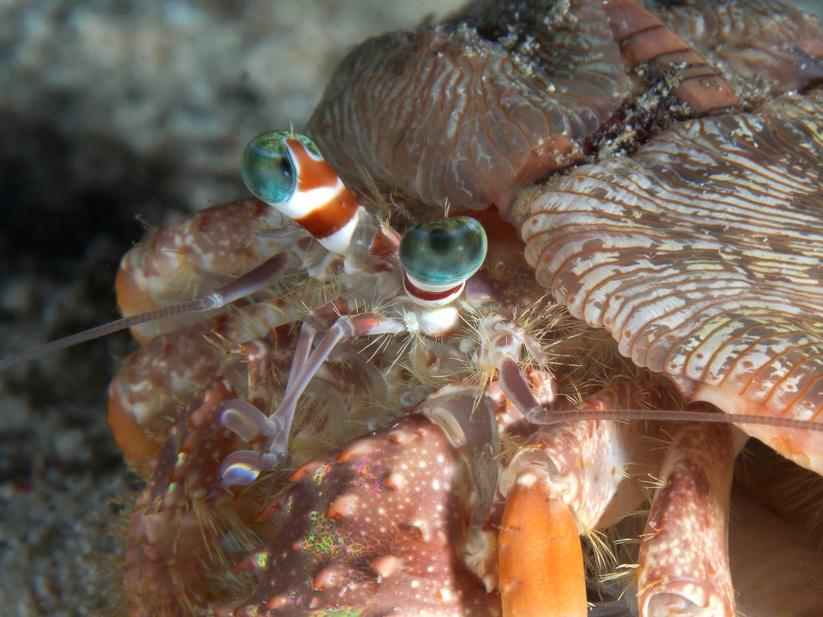 Private Tour to Bojo River & Hermit Cove in Cebu Island Province with ...