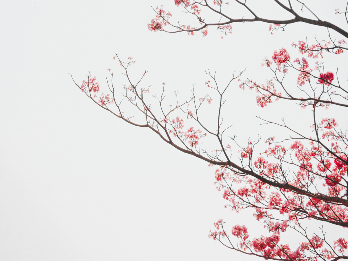 Information about Sakura Park | Guide to the Philippines