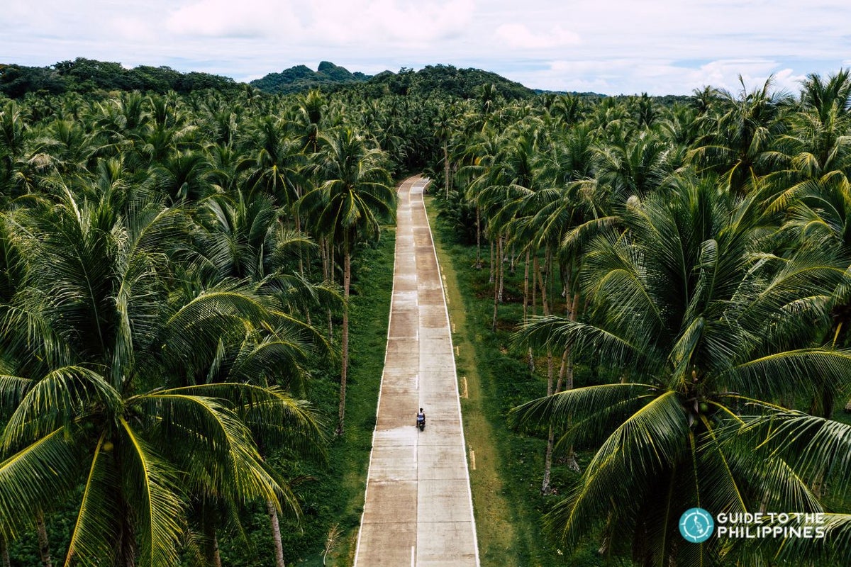 Information about Coconut Road | Guide to the Philippines