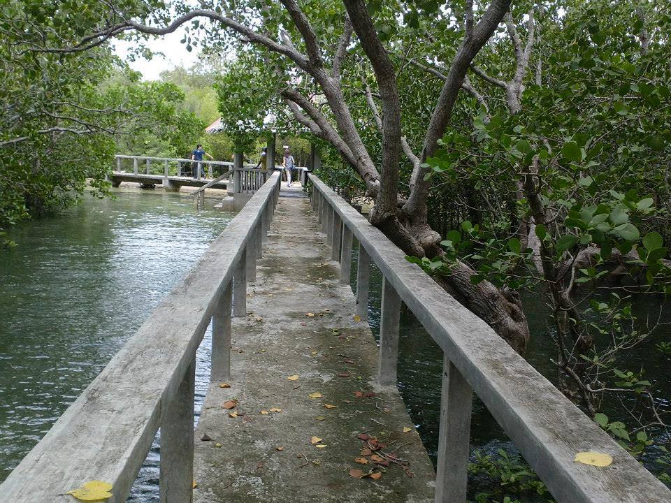 Information about Talabong Mangrove Park | Guide to the Philippines