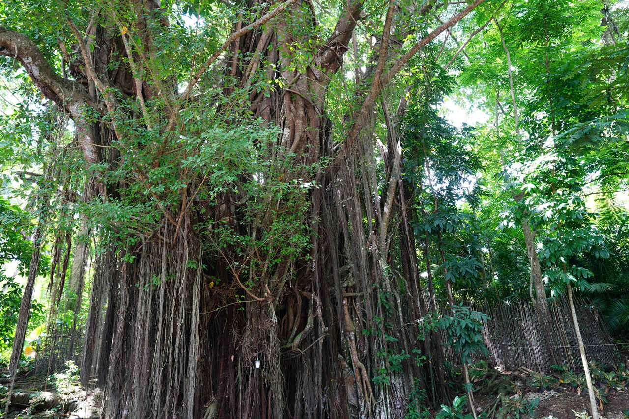 Information about Old Enchanted Balete Tree | Guide to the Philippines