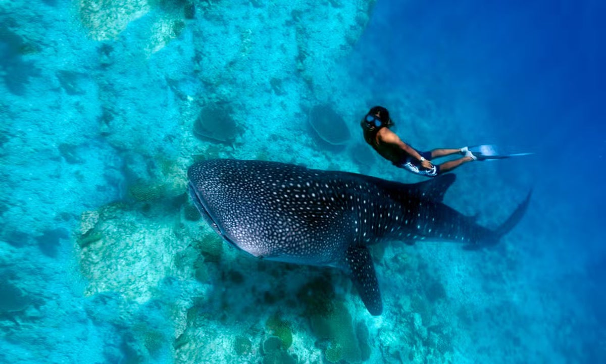 Private Whale Shark Watching in Oslob Town with Sightseeing Tour in ...