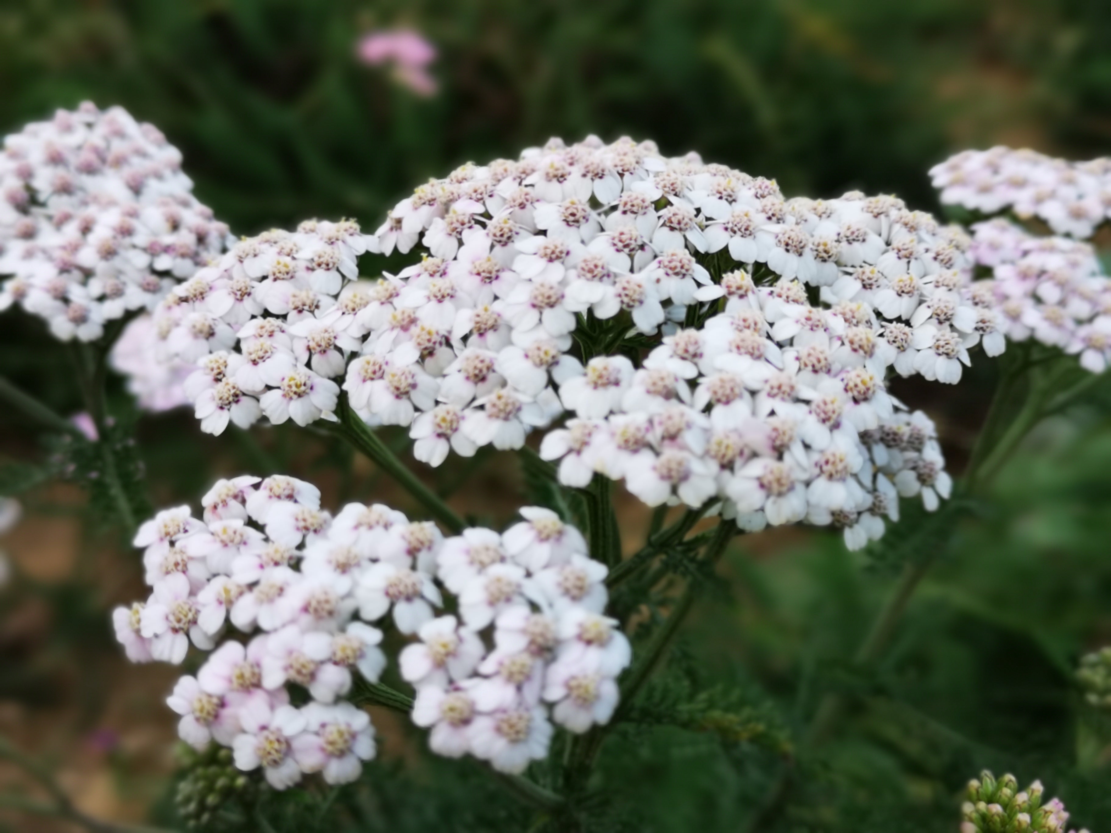 Private Atok Town Flower Farms and Nature Spots Tour in Benguet ...