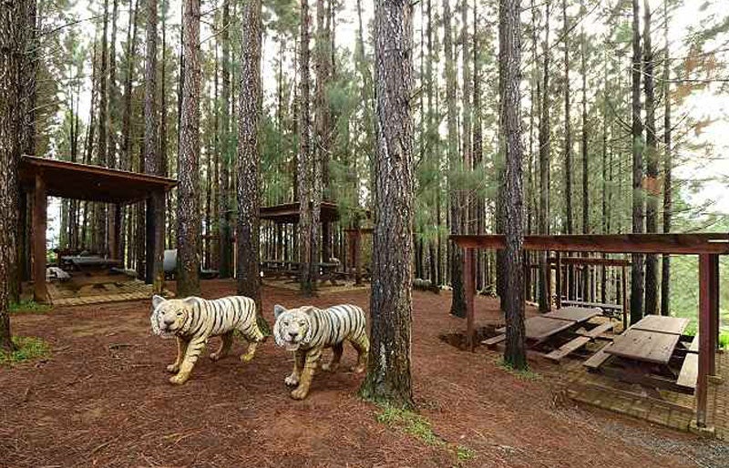 Private Tour to Dahilayan Forest Park & Nature Spots in Bukidnon ...