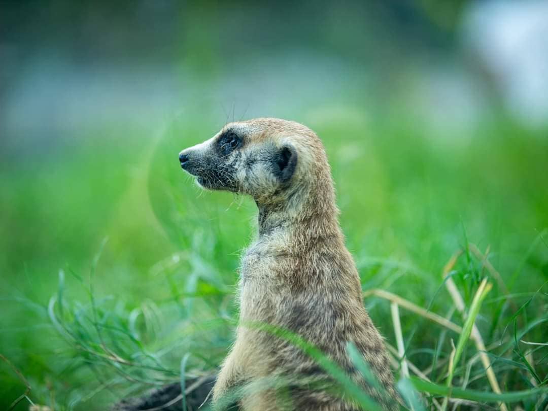 Day Pass to Clark Safari and Adventure Park in Pampanga Province ...