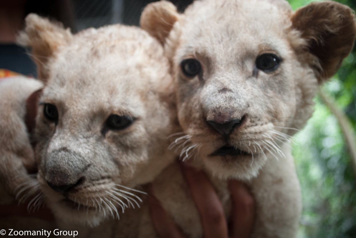 Day Pass to Zoobic Safari in Subic Bay Freeport Zone | Guide to the ...